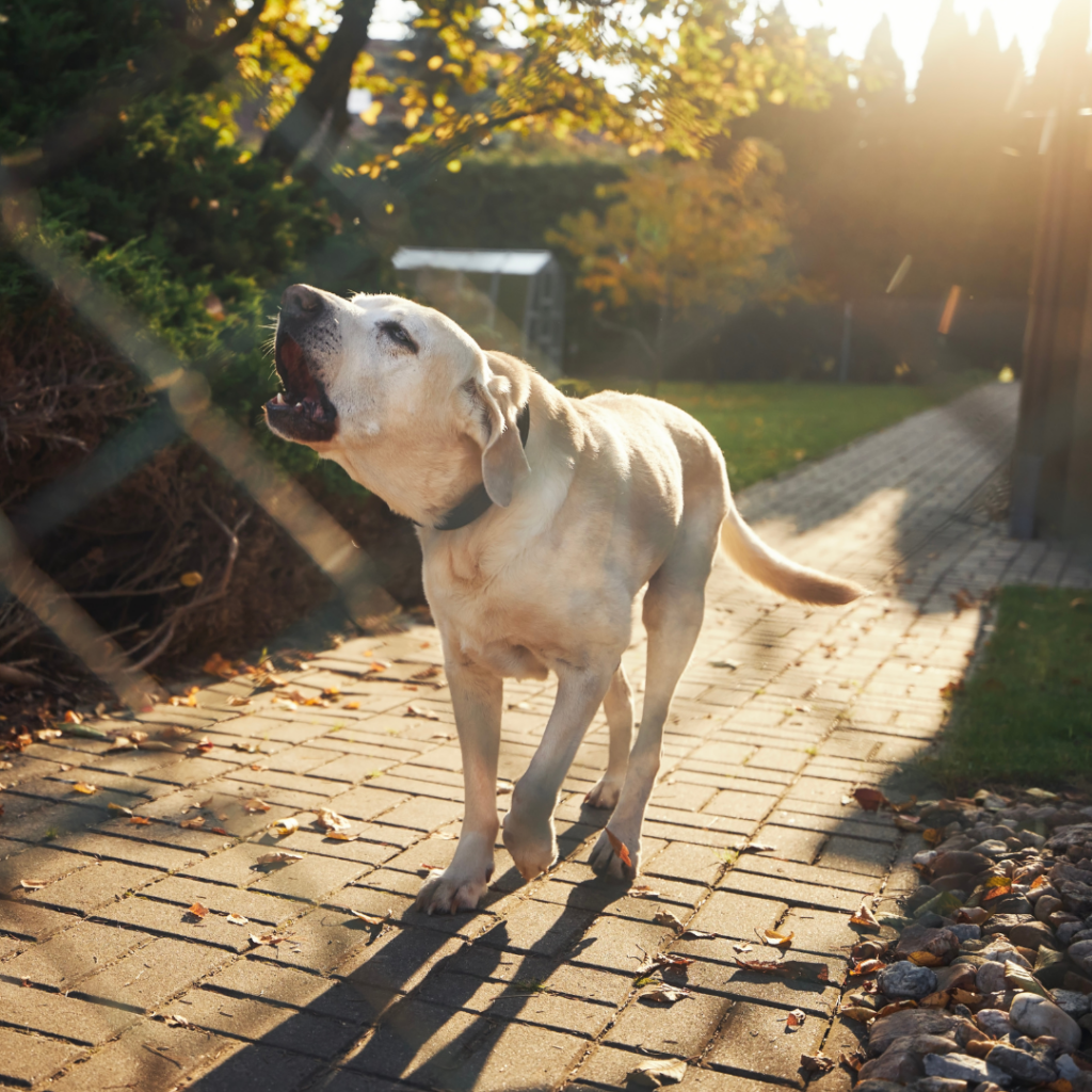 Dog Training in York, PA | Modern Manners Dog Training